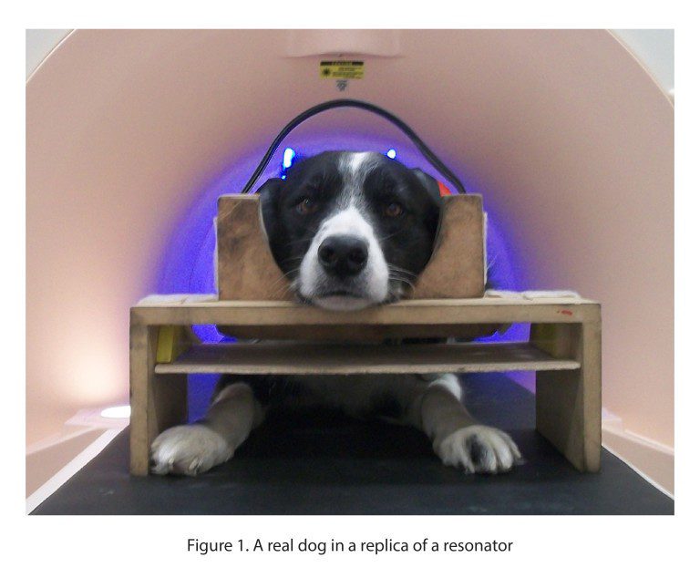 Dog in fMRI scanner - Animal Cognition