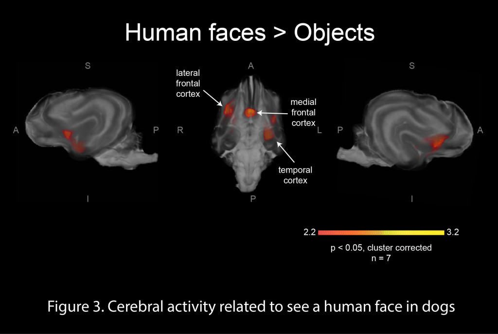 MRI Scan Results of Dog Brains - Animal Cognition