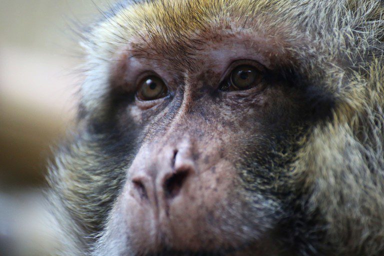 Do animals have “Ah ha!” moments? - Animal Cognition