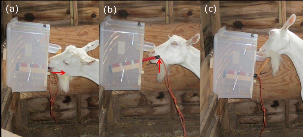 Goat Operating Lever - Animal Cognition