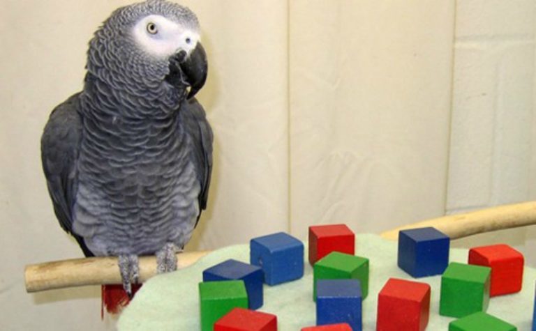 5 Animals Famous for their Intelligence - Animal Cognition
