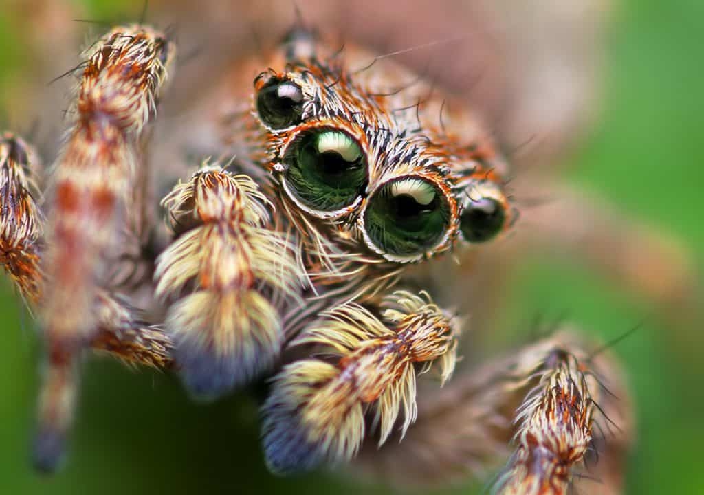 What do we Know About the Minds of Spiders? - Animal Cognition