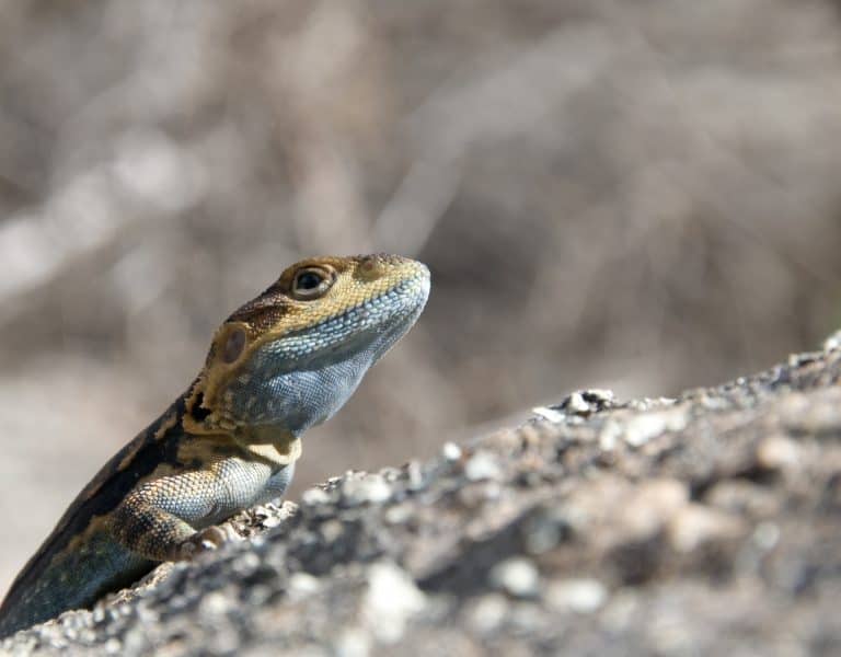 Investigating How Lizards Learn - Animal Cognition